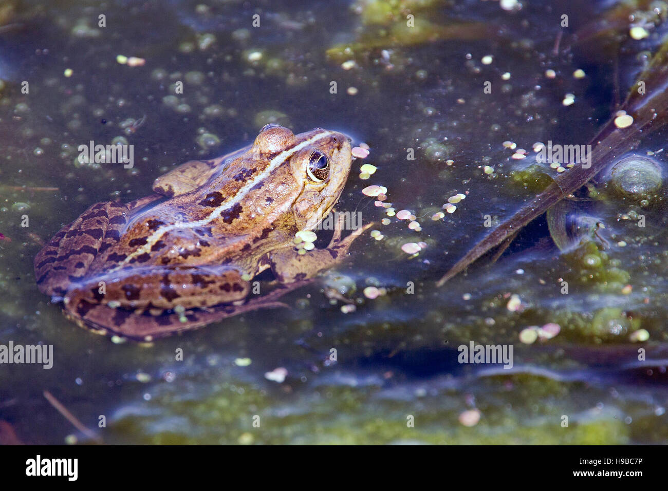 Green Frog, (Marsh/Pond/Edible Frog, Pelophylax sp), Danube Delta ...