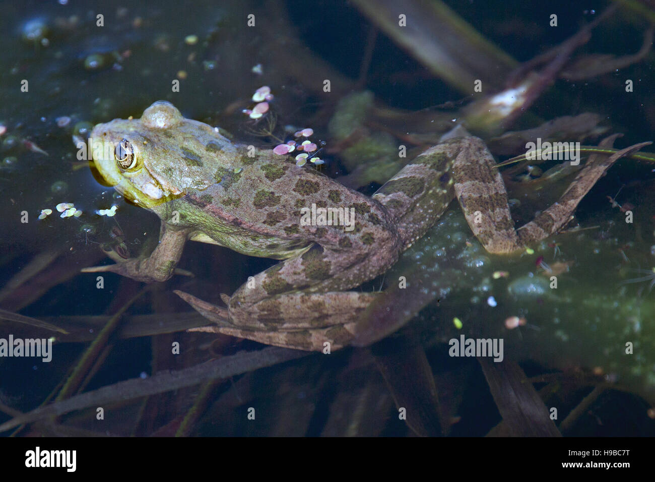 Frog weed pond hi-res stock photography and images - Alamy