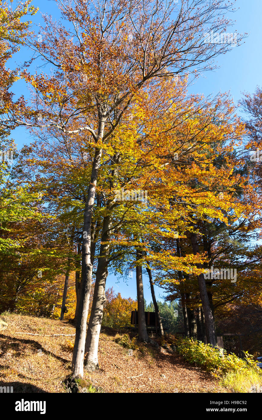 colors of autumn in the Apennines between Liguria and Piedmont Stock ...