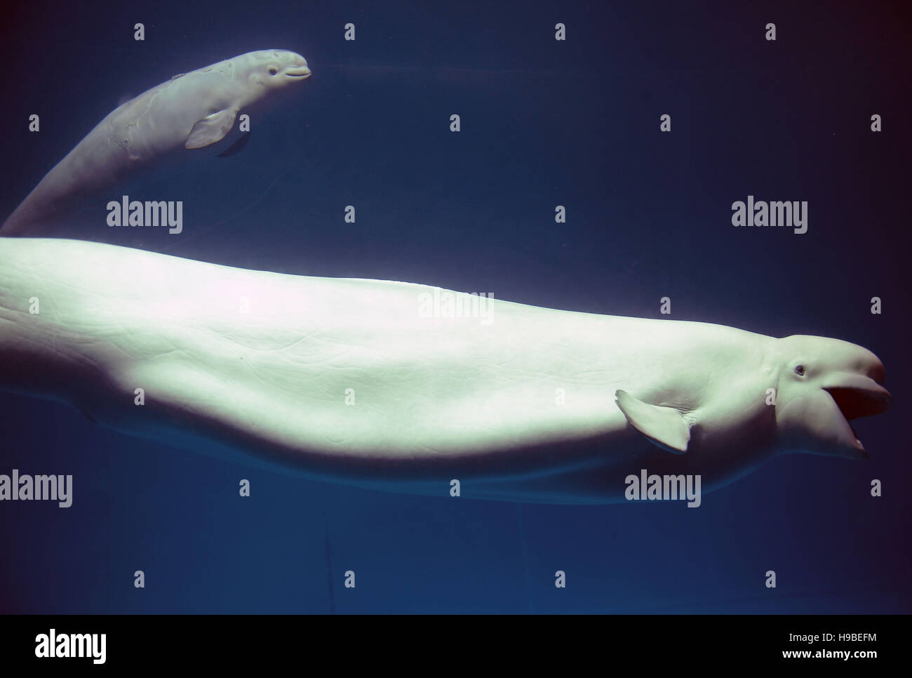 Changsha, China's Hunan Province. 20th Nov, 2016. A beluga swims with ...