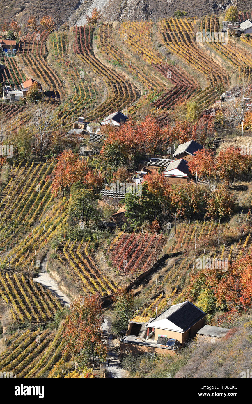 Jinchuan. 20th Nov, 2016. Photo taken on Nov. 20, 2016 shows the ...