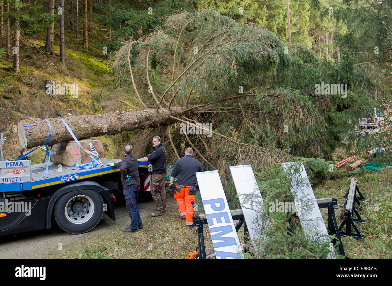 Altenau, Germany. 21st Nov, 2016. Employees load a 24m spruce onto a ...