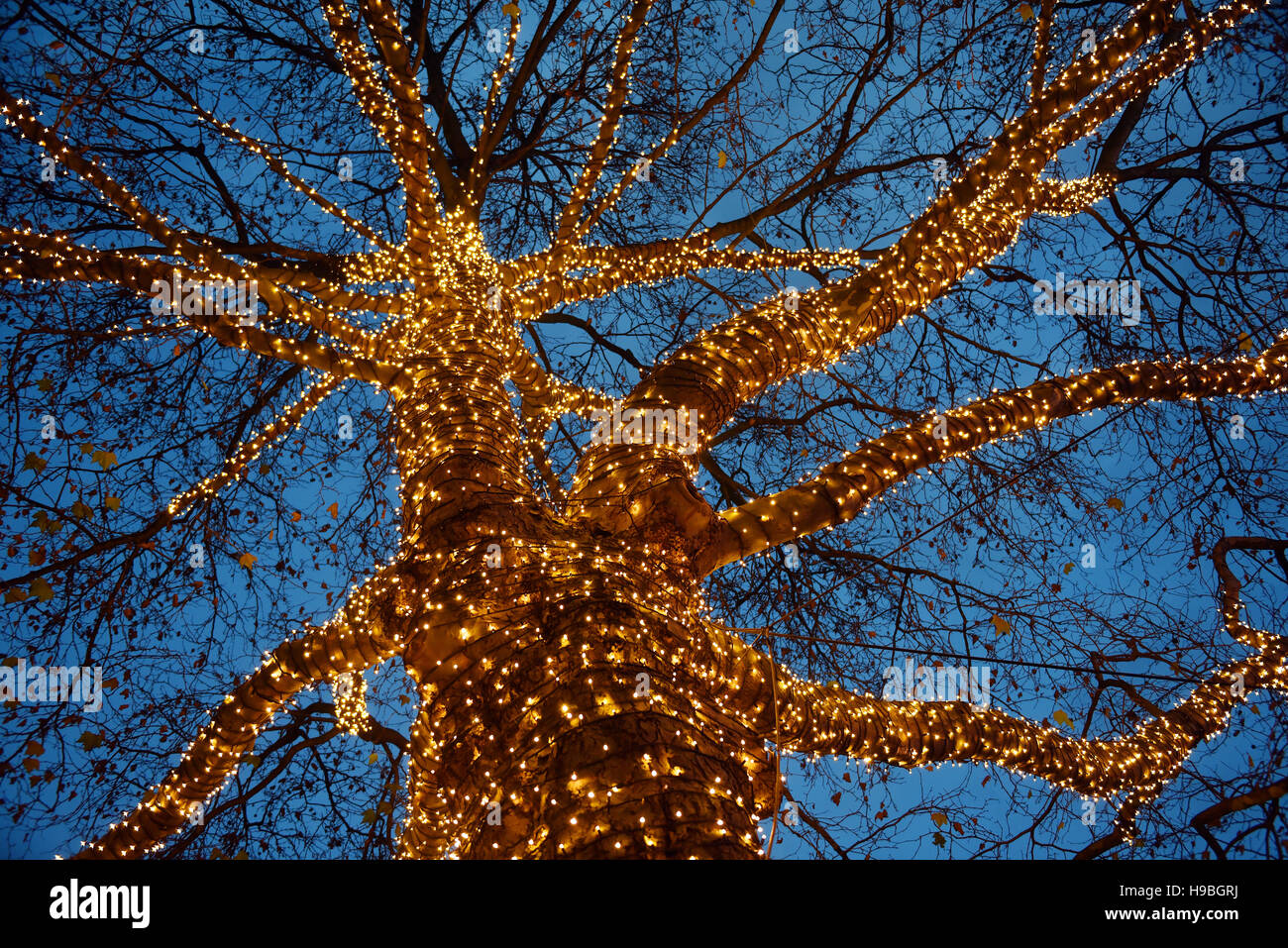 Essen, Germany. 20th Nov, 2016. A plane tree covered in lights can be ...