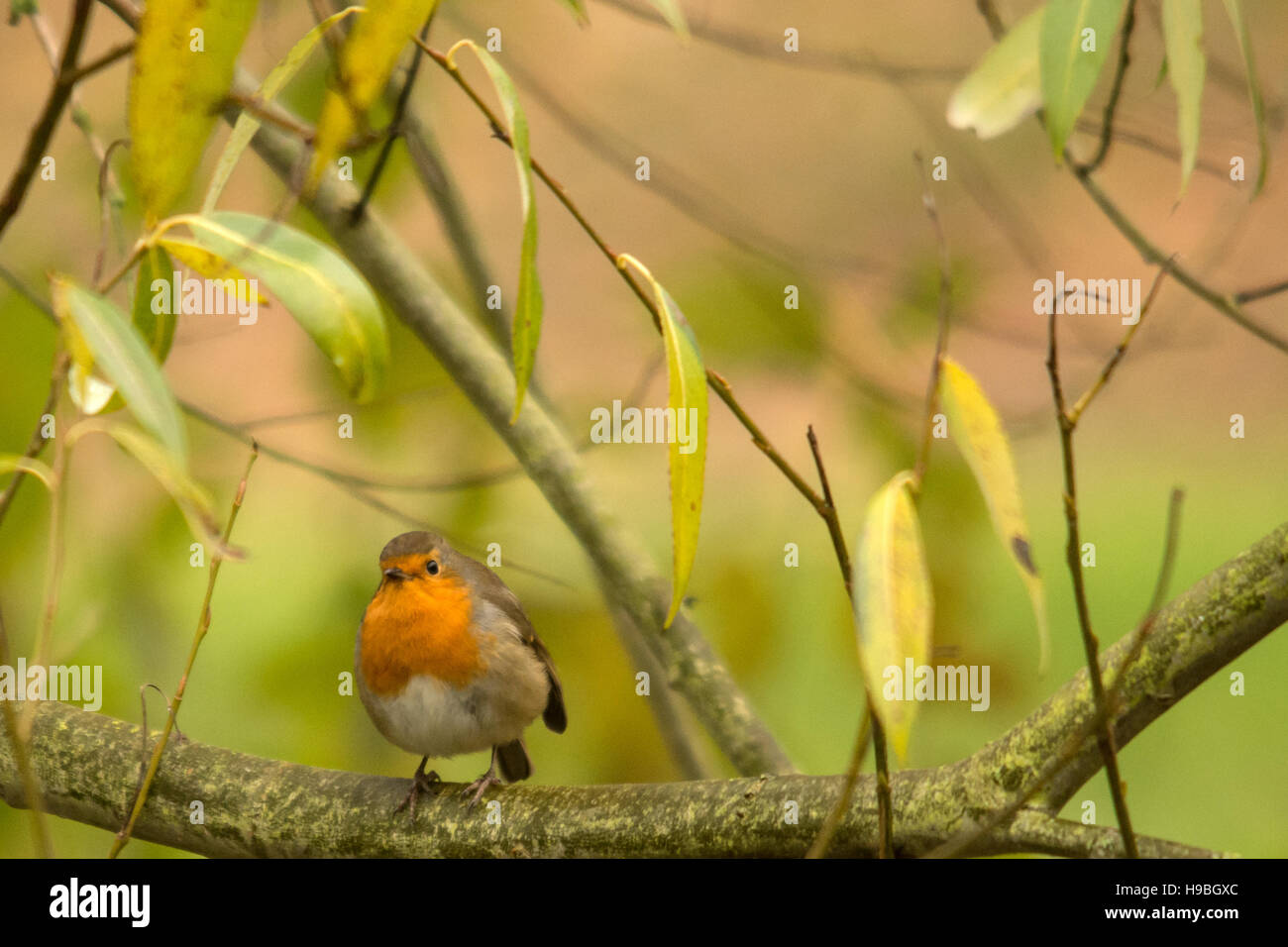 Melton Mowbray Town Estate Park Leicestershire November 20th 2016 ...