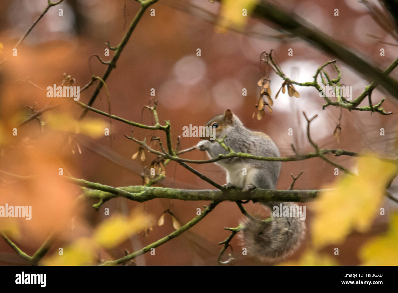 Melton Mowbray Town Estate Park Leicestershire November 20th 2016 ...
