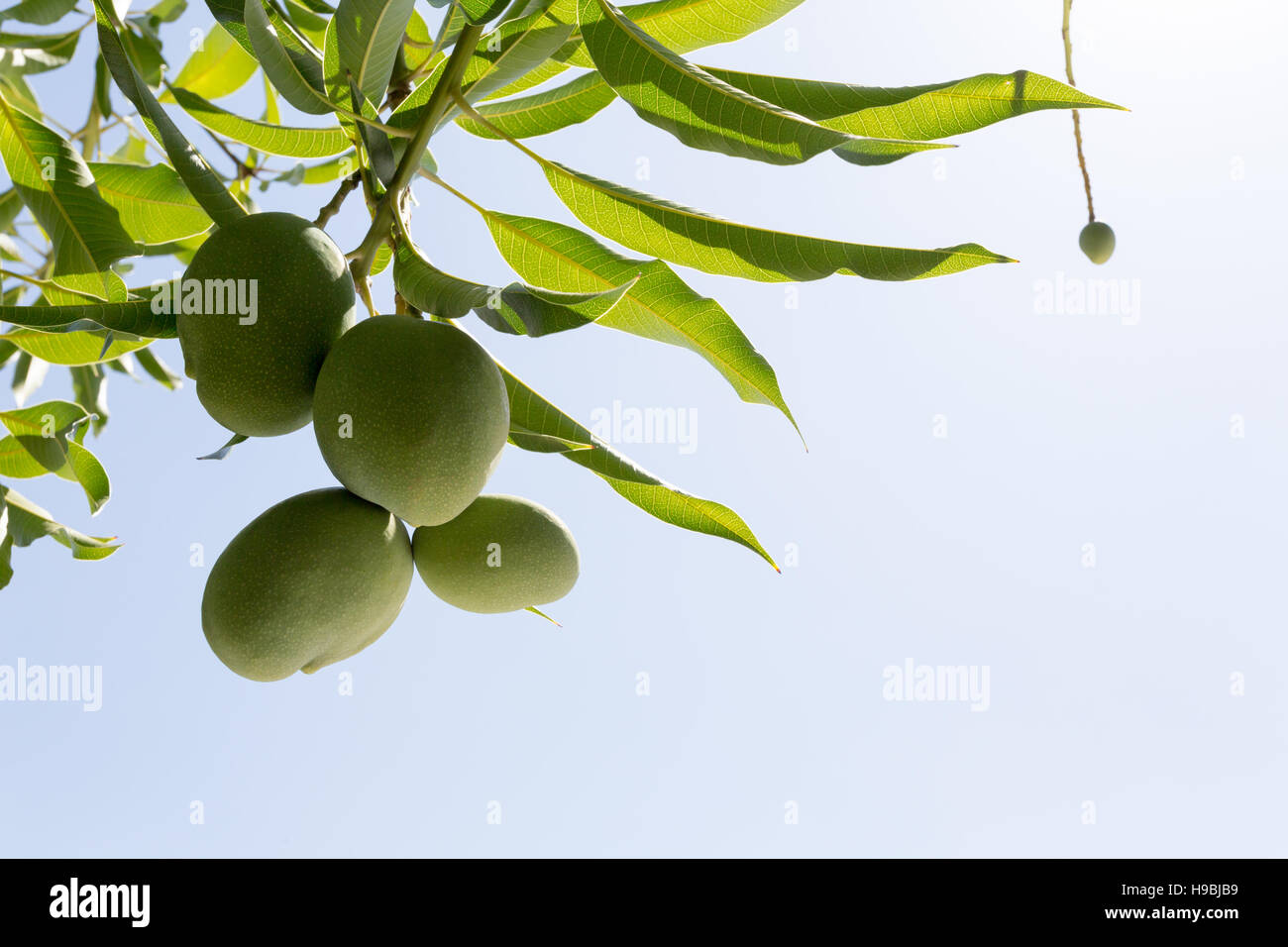 Asuncion, Paraguay. 21st November, 2016. Paraguayan immature green ...