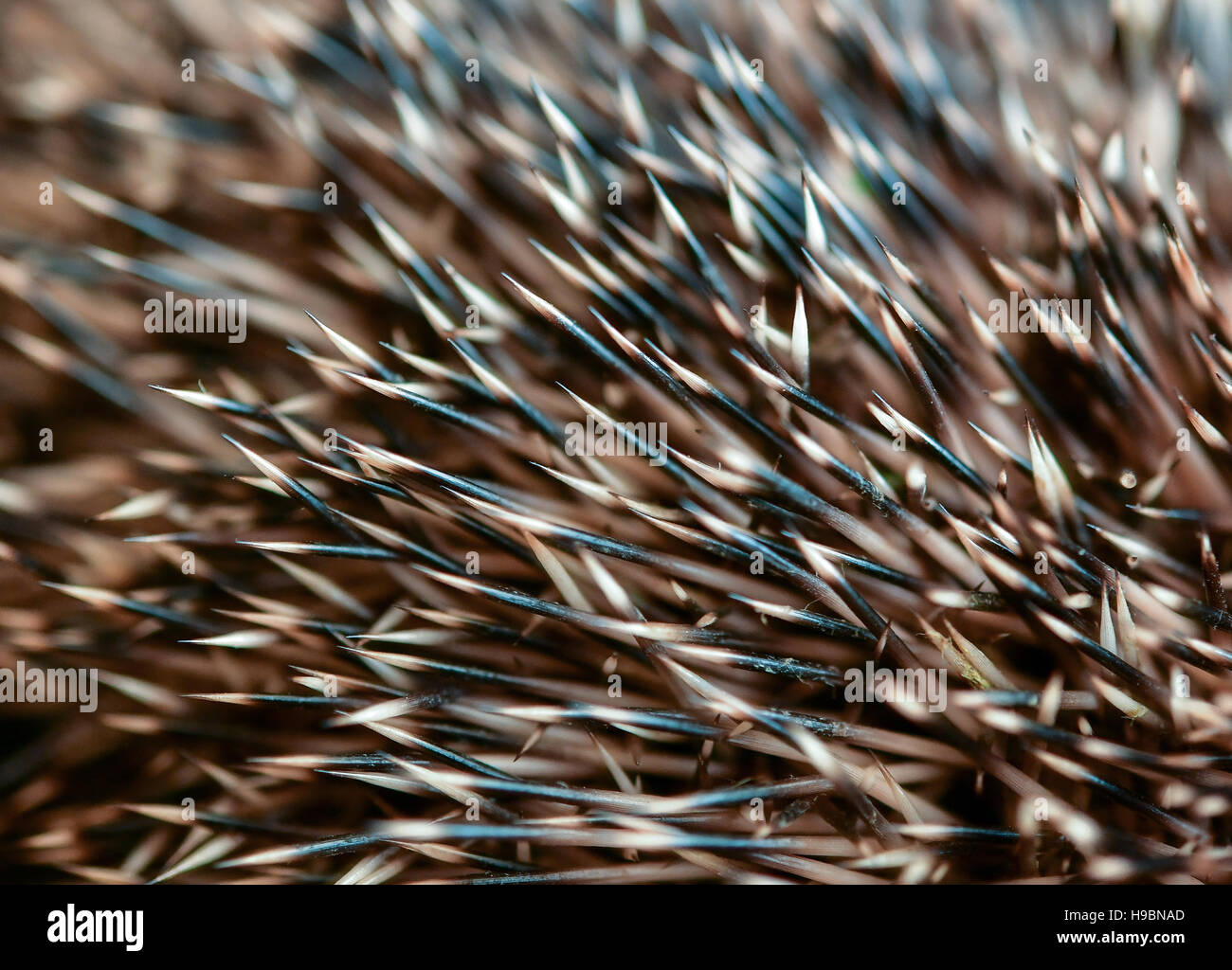 Take picture of hedgehog hi-res stock photography and images - Alamy