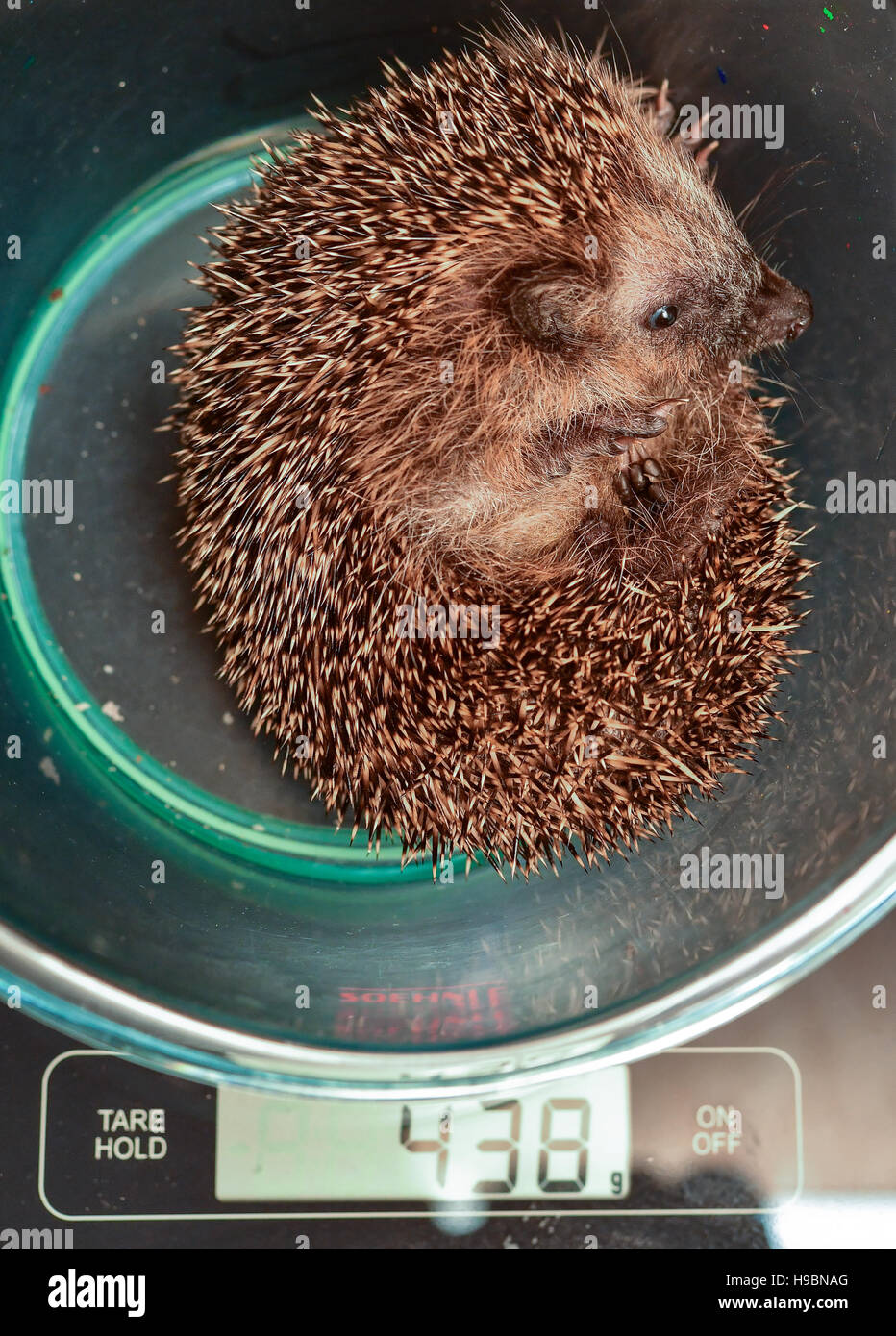 Married scale hi-res stock photography and images - Alamy