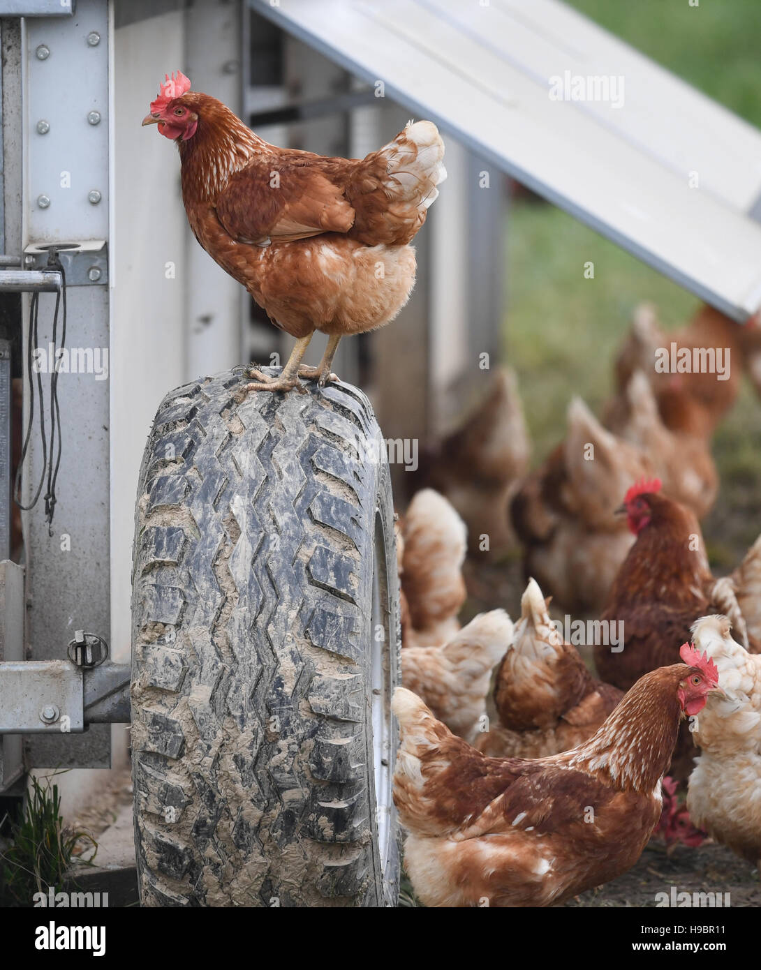 A chicken of the Lohmann Brown breed pictured in an open-air enclosure ...