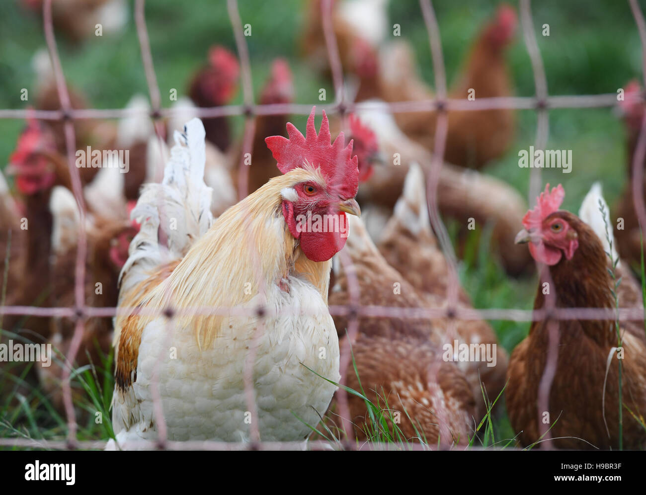Cockrel hi-res stock photography and images - Alamy