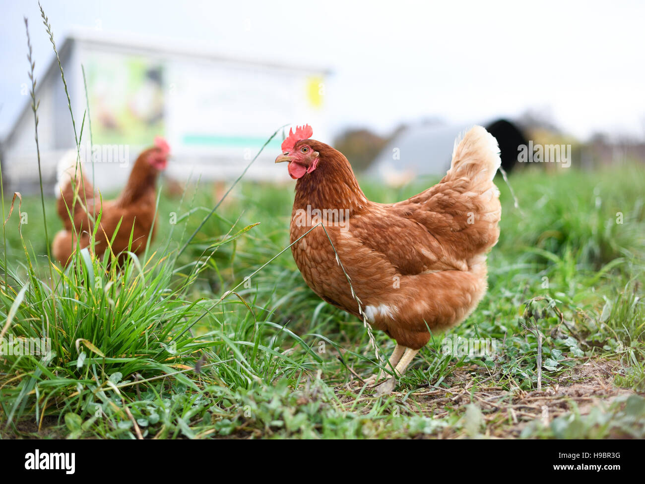 Bad Soden-Altenhain, Germany. 22nd Nov, 2016. Chickens of the Lohmann ...