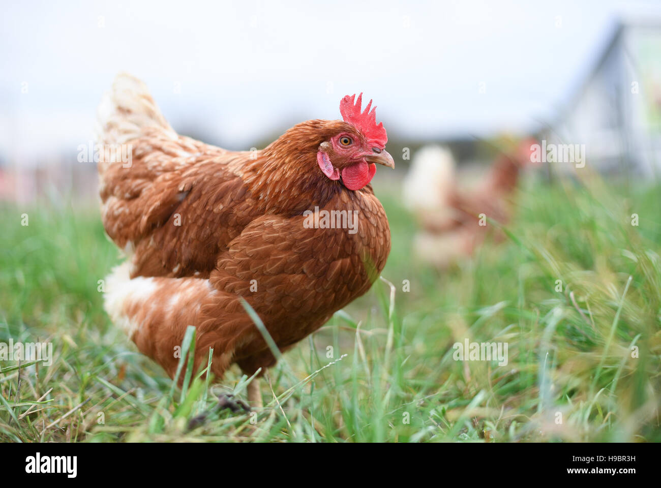 Lohmann Chicken High Resolution Stock Photography and Images - Alamy