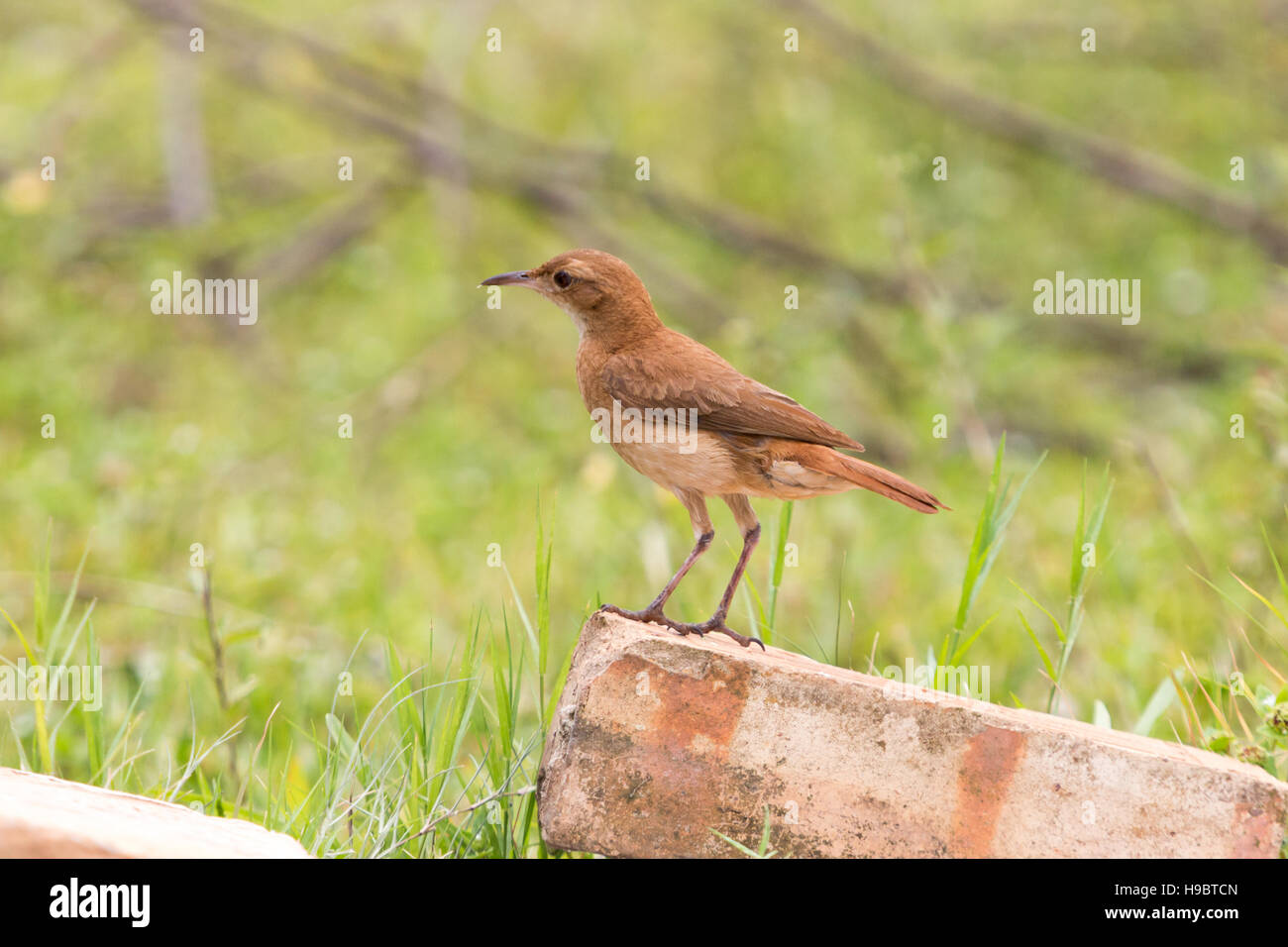 A Rufous hornero (Furnarius rufus) bird walks on the ground during ...