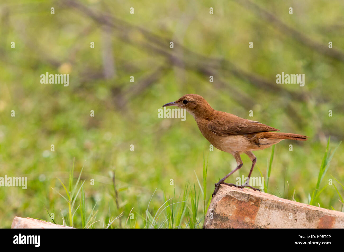 A Rufous hornero (Furnarius rufus) bird walks on the ground during ...