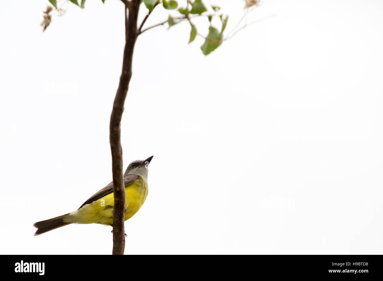 A tropical kingbird (Tyrannus melancholicus) bird basking in sun while ...