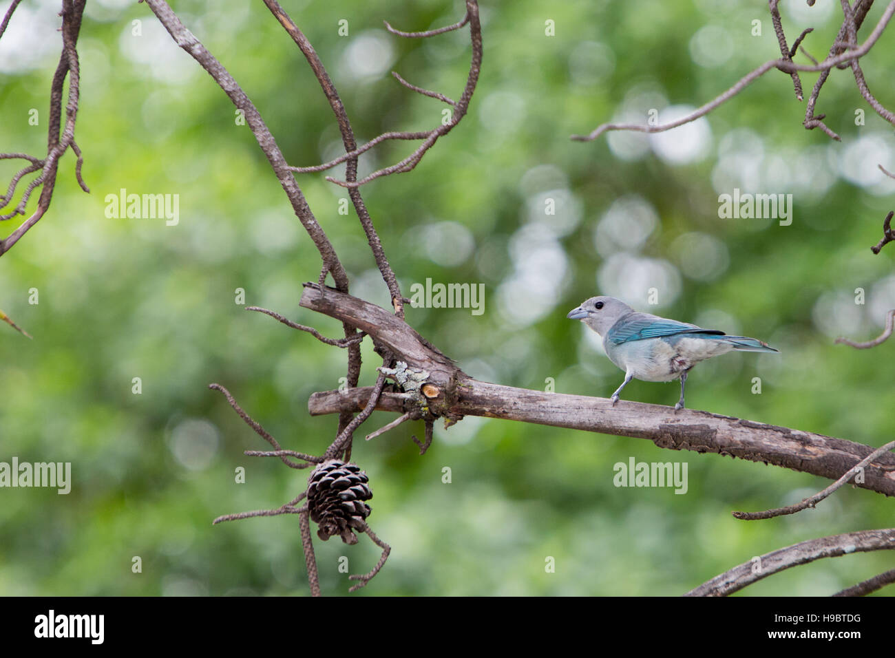 A Sayaca tanager (Thraupis sayaca), locally known as Chogui, perches on ...