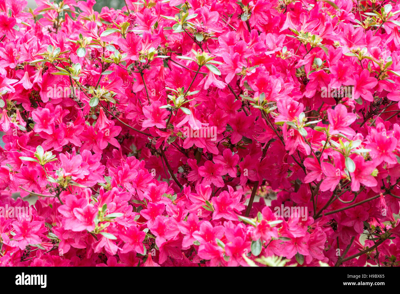 beautiful Rhododendron tree blossoms spring garden background Stock ...