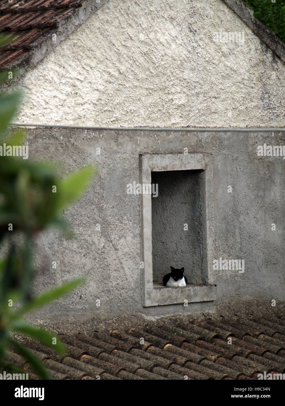 Black and white cat sat on window sill of traditional Greek house Stock ...