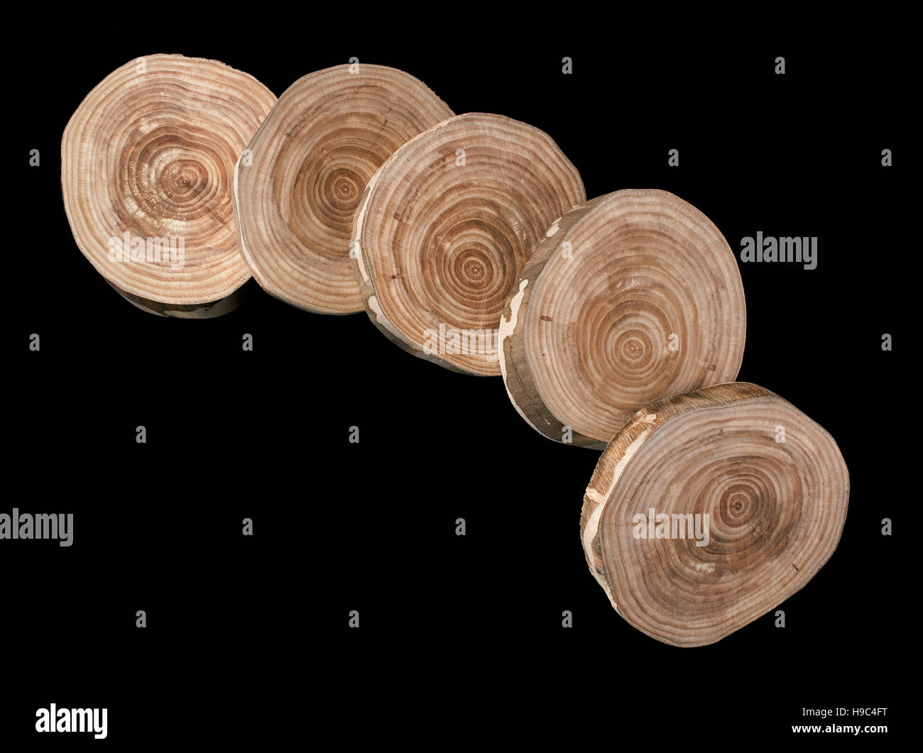 Five cuts of the birch, laid out in an arc on top of each other on ...