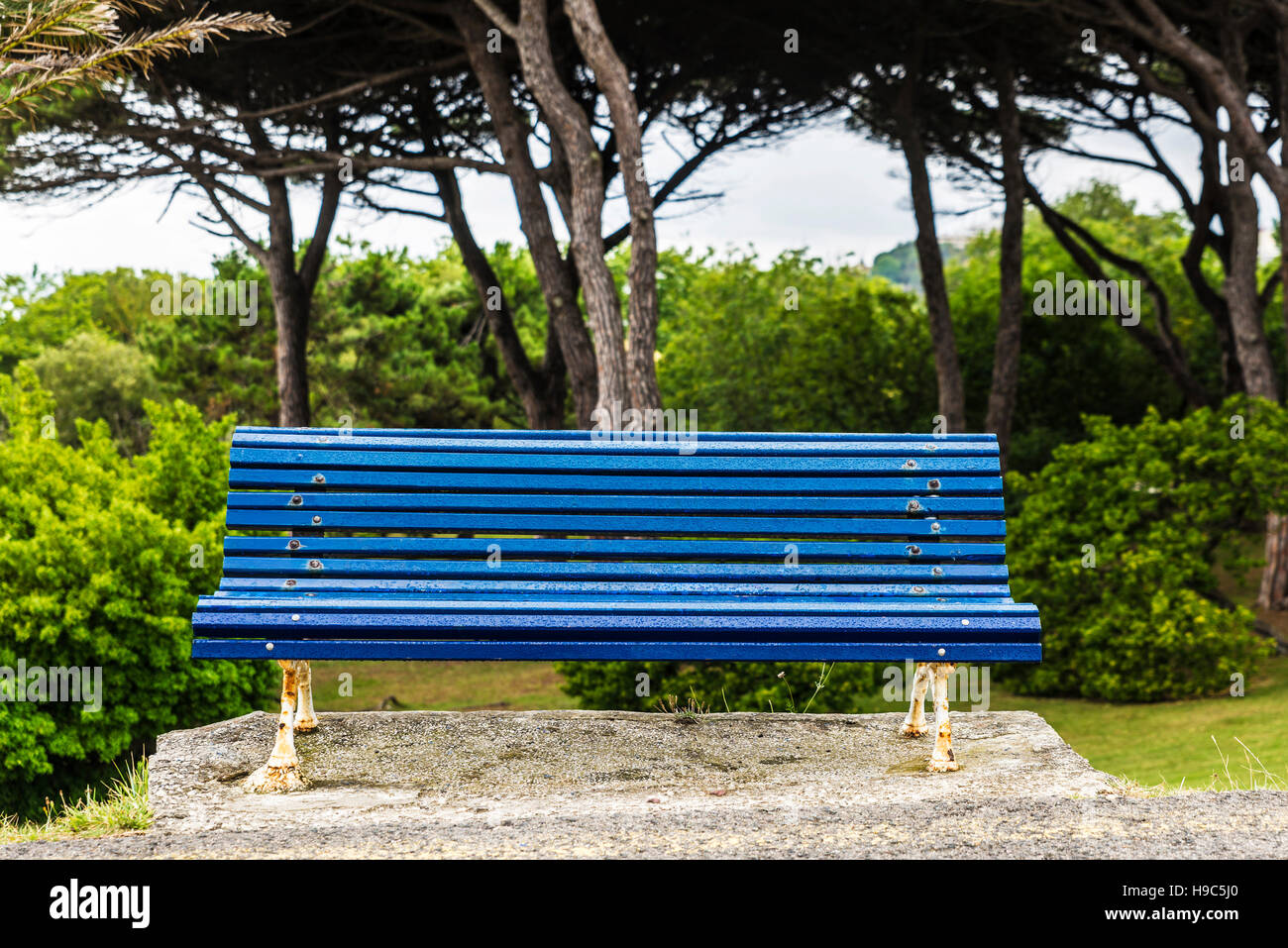 Wet blue bench in a park in Spain Stock Photo - Alamy
