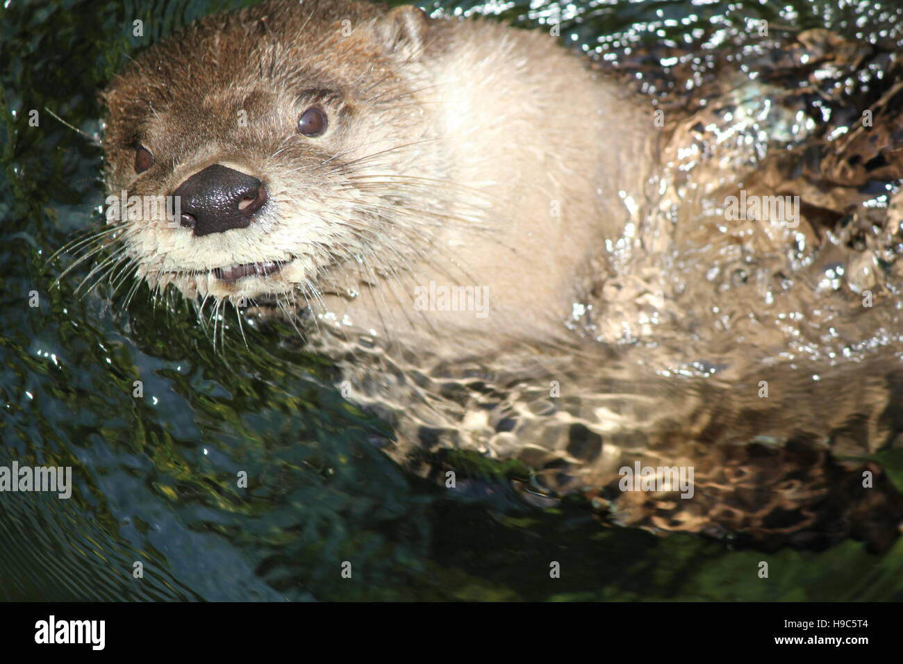 Otter swimming on its back Stock Photo - Alamy