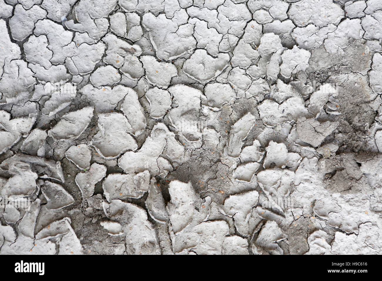 Structure, detail arid puddle, puddle, drought, mud Stock Photo - Alamy