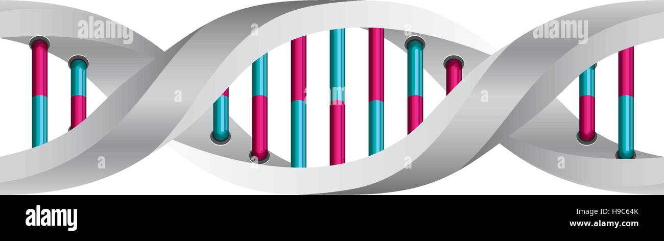genetic information dna with bases in color Stock Vector Image & Art ...