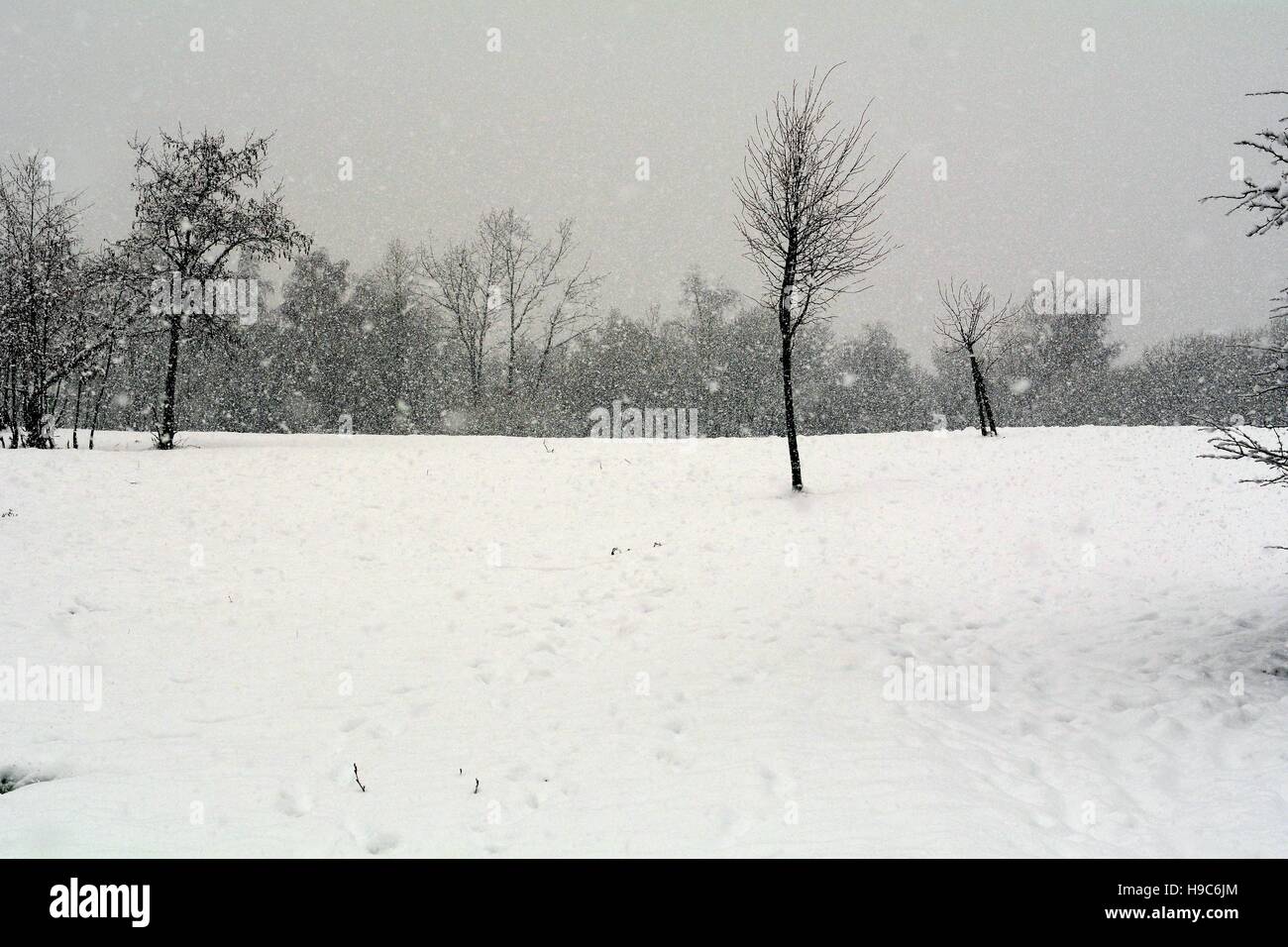 Falling snow in winter scene Stock Photo - Alamy