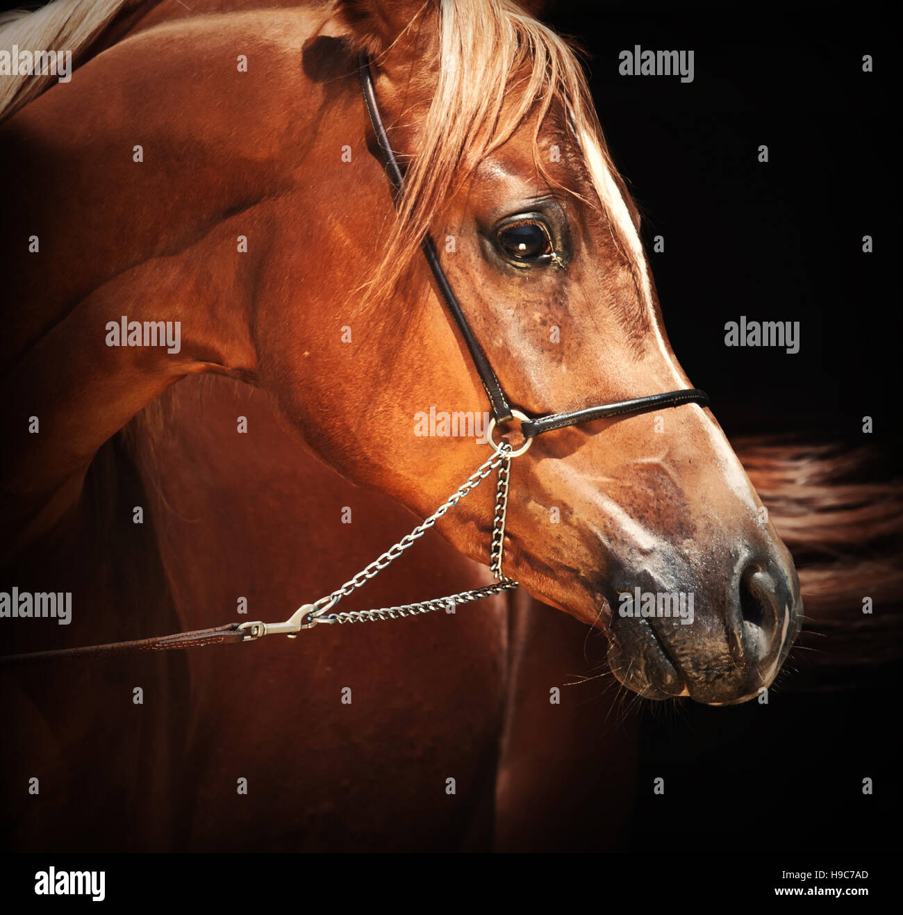 portrait of young arabian colt at black background Stock Photo - Alamy