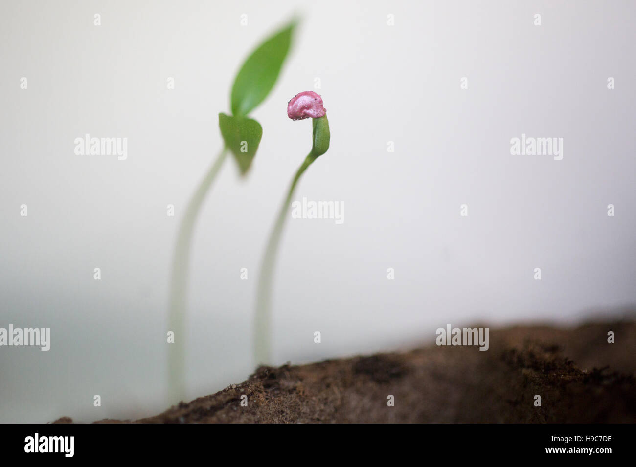 Seed starting techniques hi-res stock photography and images - Alamy