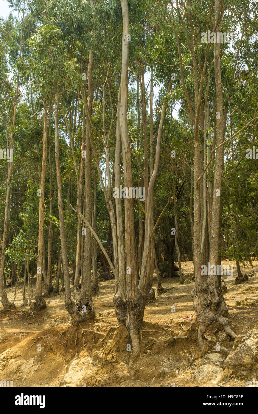 Tall Eucalyptus trees alongside the road to Entoto, in Addis Ababa ...