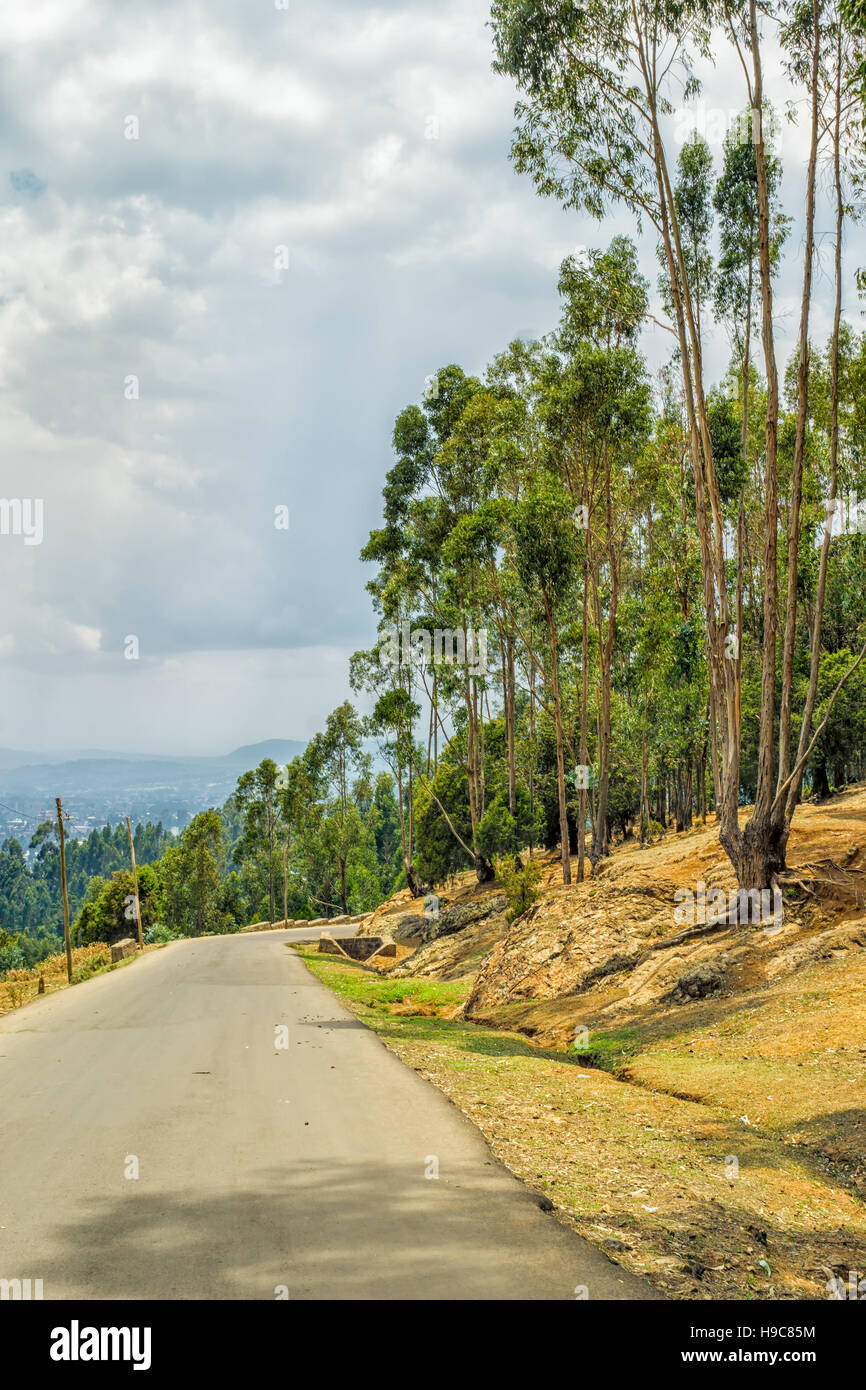 Tall Eucalyptus trees alongside the road to Entoto, in Addis Ababa ...