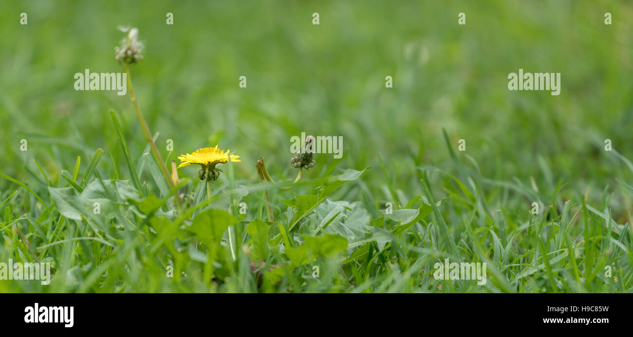 A small yellow Gumweed with yellow daisy-like flower heads in the grass ...