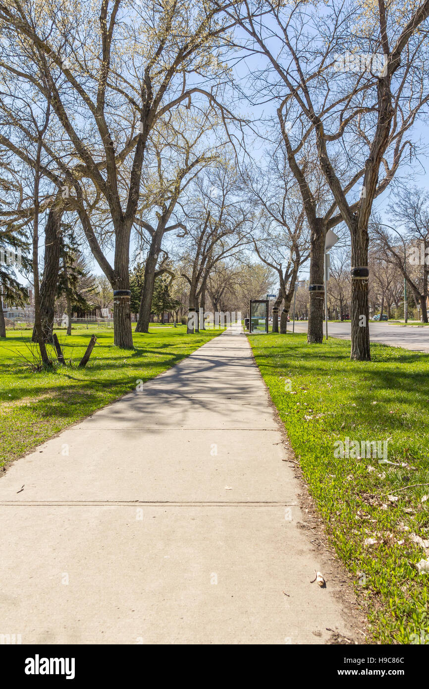 An empty pedestrian walkway in Downtown Regina, with trees and mowed ...