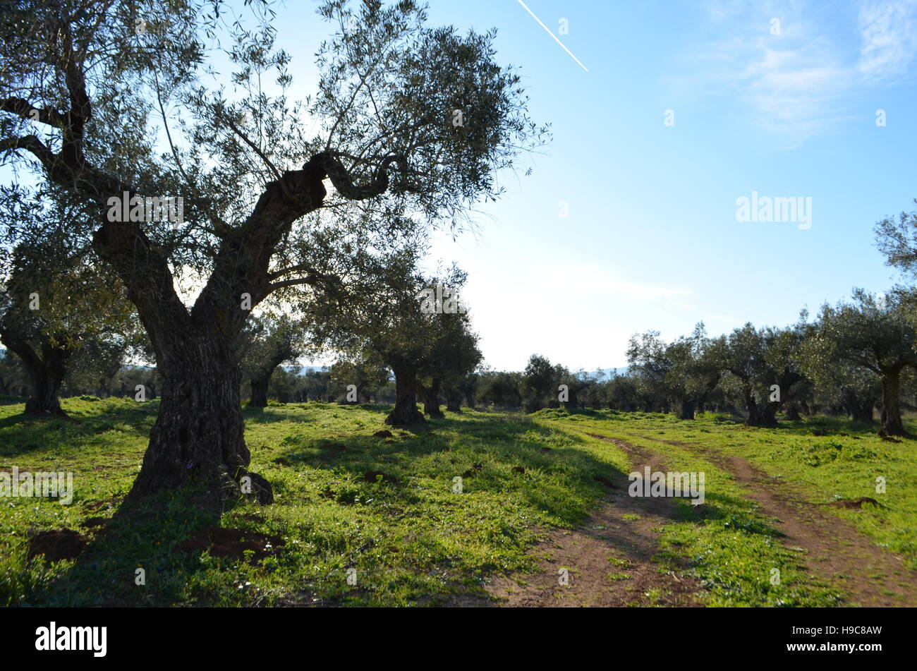 Nature photography out in the open space Stock Photo - Alamy
