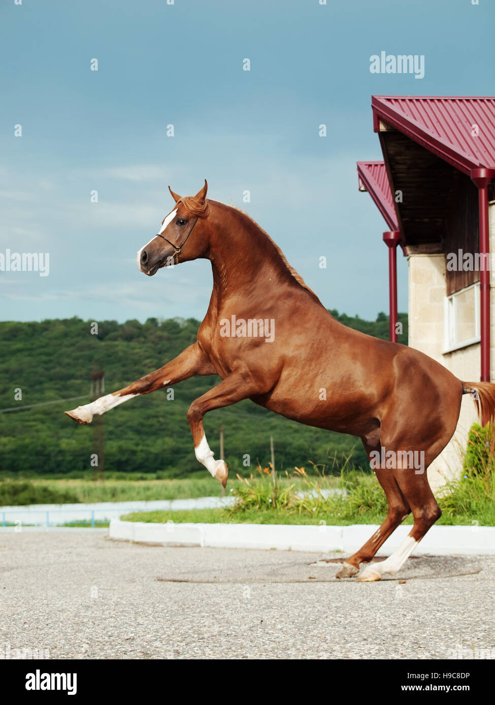 Chestnut horse golden light hi-res stock photography and images - Alamy