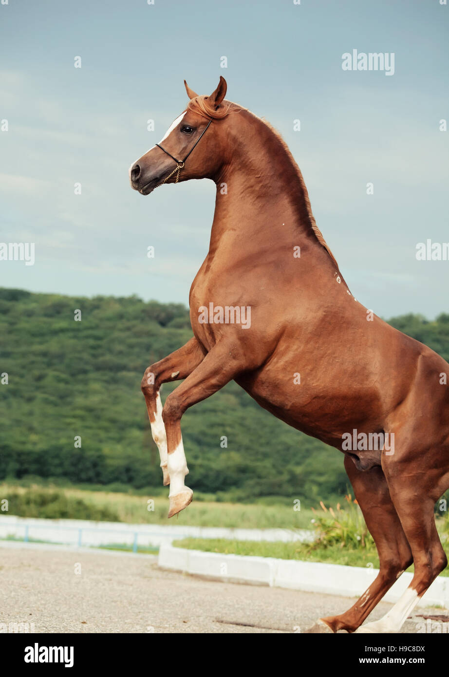 Arabian rear hi-res stock photography and images - Alamy