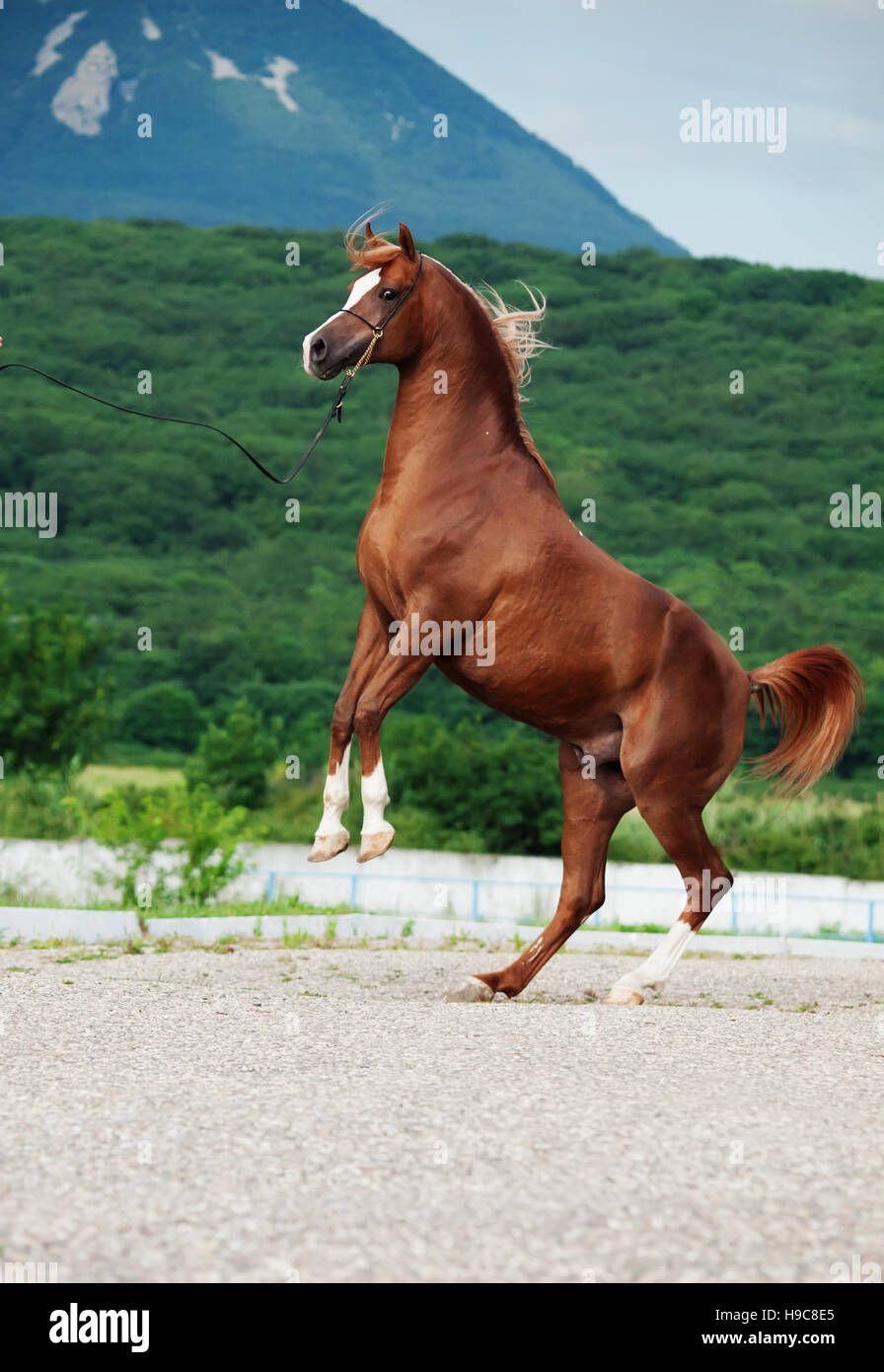 Arabian horse chestnut stallion rearing hi-res stock photography and ...
