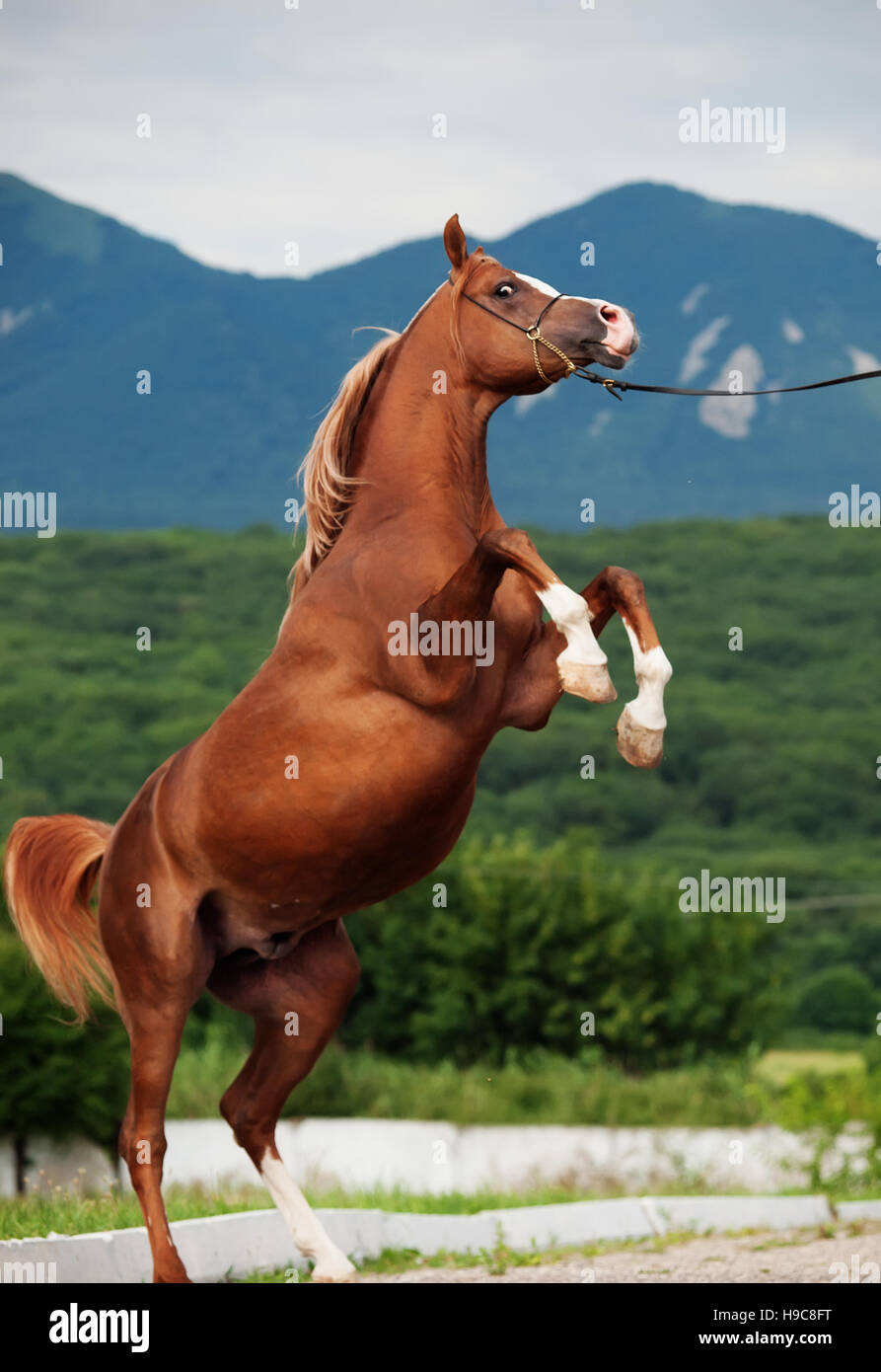 Stallion Rearing High Resolution Stock Photography and Images - Alamy