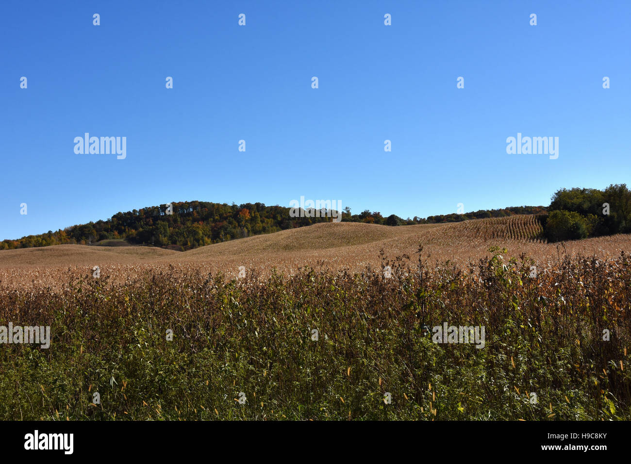 Rolling Corn Fields in Menomonie, Wisconsin Stock Photo - Alamy