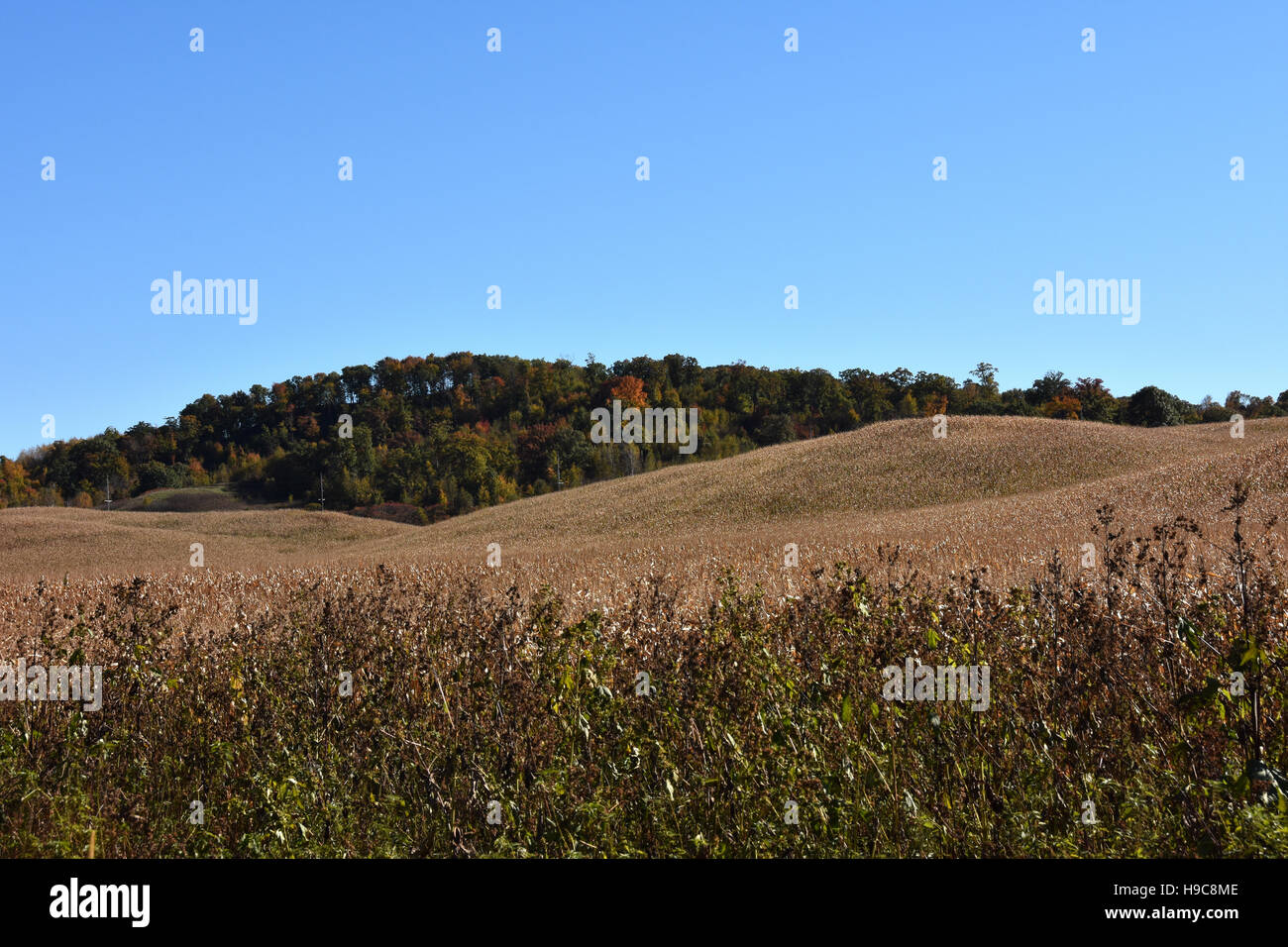 Rolling Corn Fields in Menomonie, Wisconsin Stock Photo - Alamy