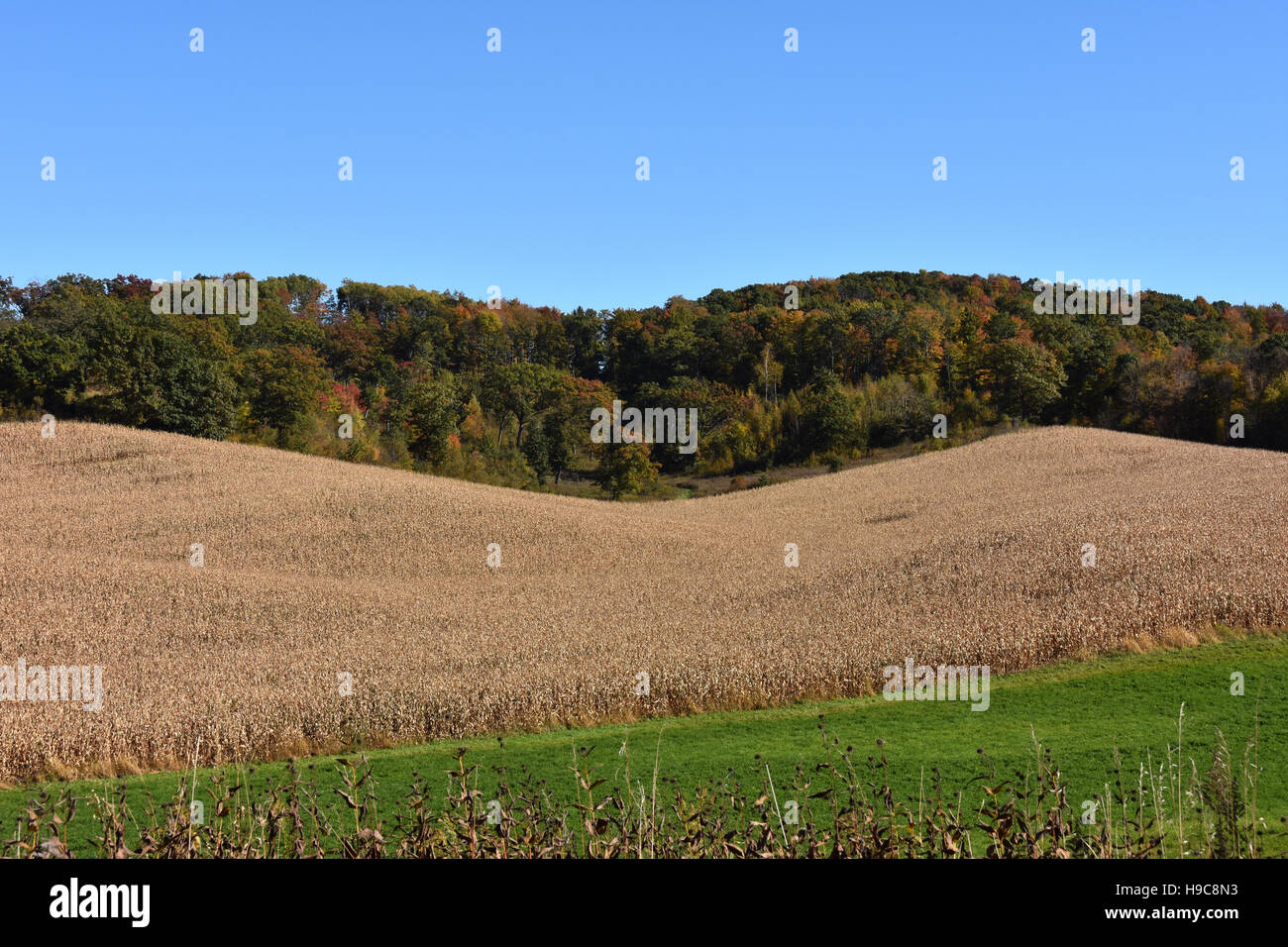 Rolling Corn Fields in Menomonie, Wisconsin Stock Photo - Alamy