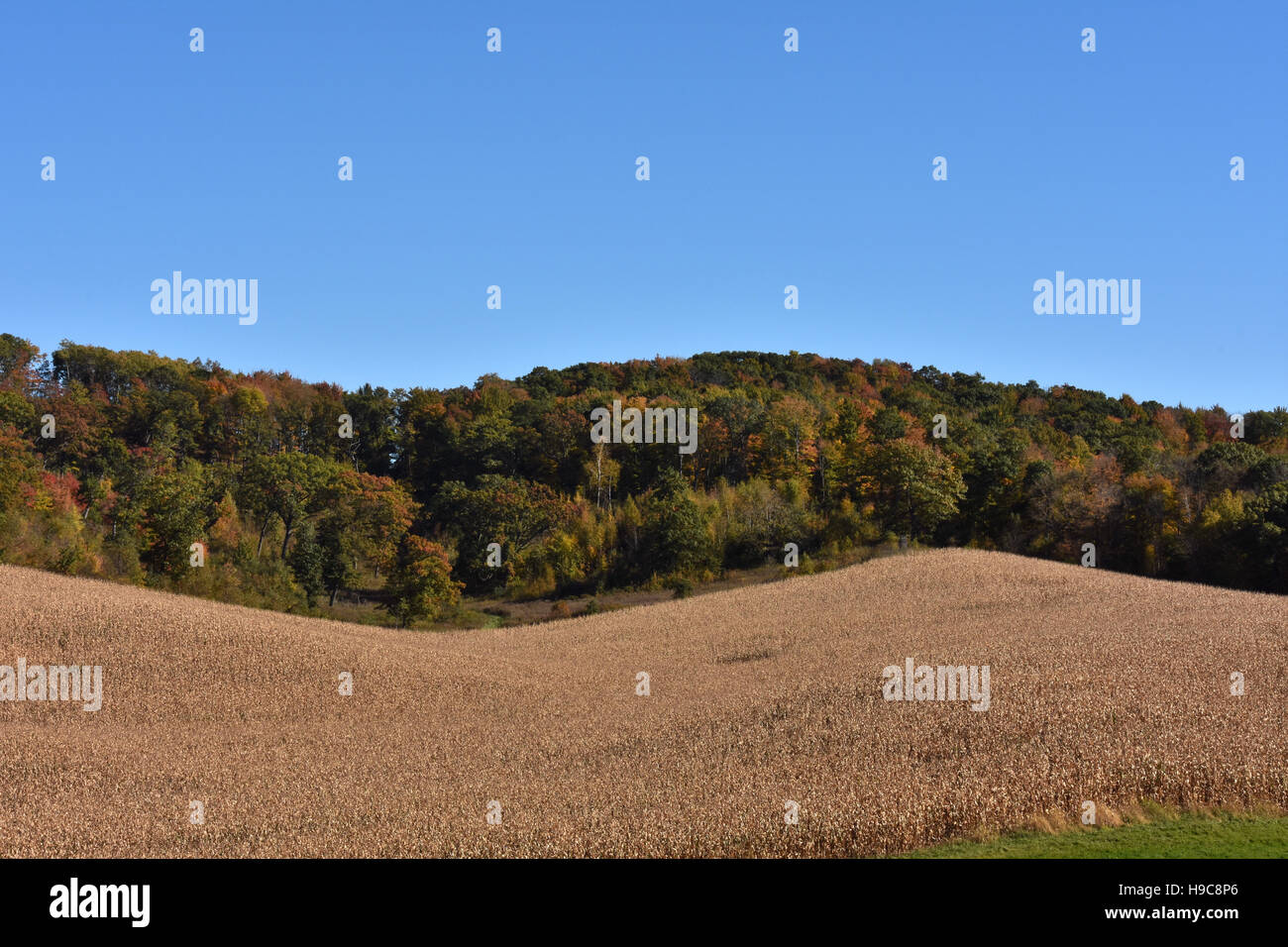 Rolling Corn Fields in Menomonie, Wisconsin Stock Photo - Alamy