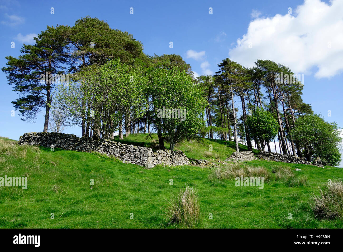 Enclosure of Trees at Bardennoch Hill, Nr Moniaive Village, Nithsdale ...