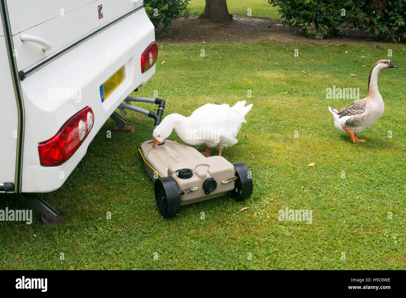 Goose drinking rainwater from the top of a waste tank of a touring ...