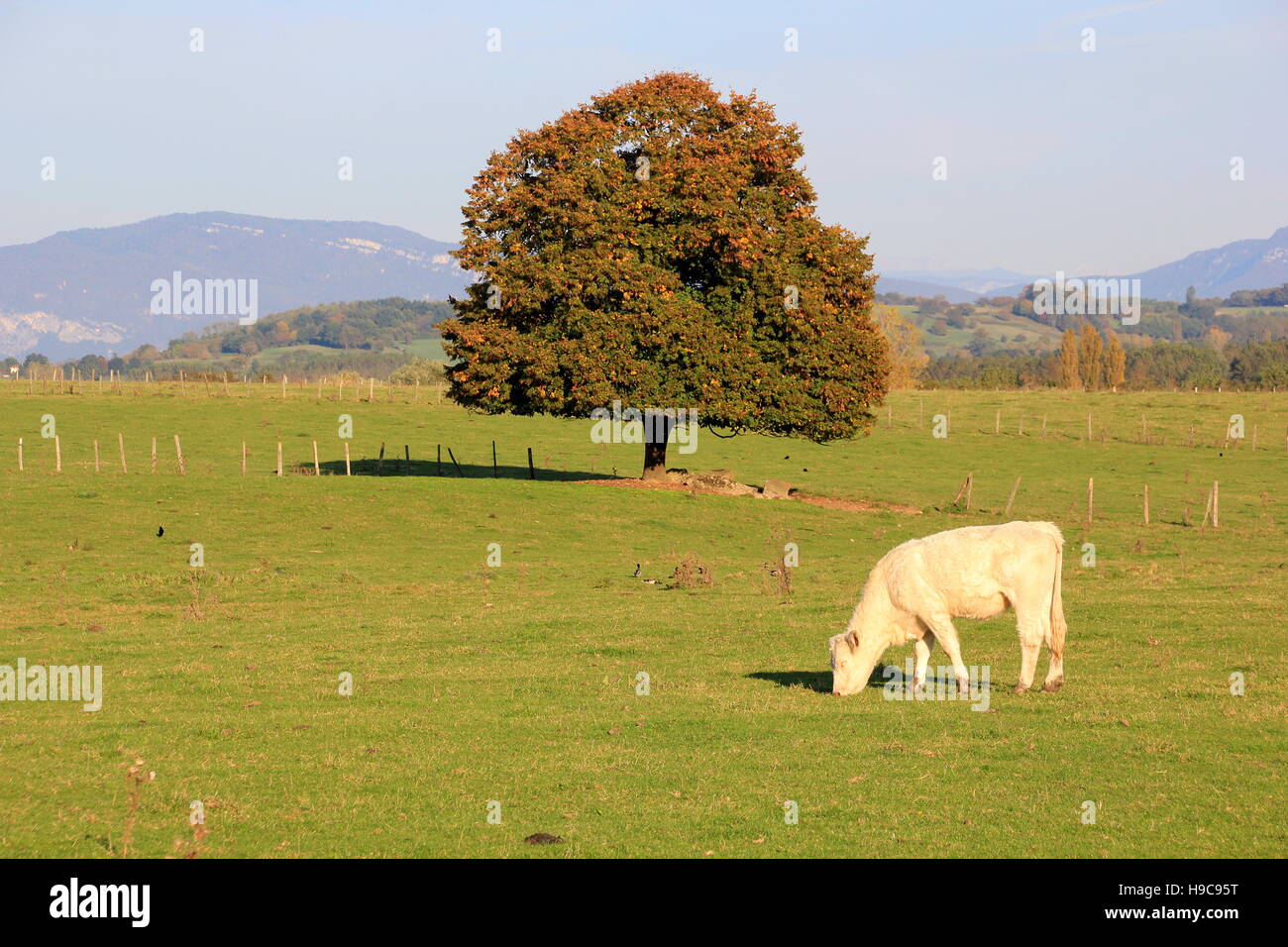 Angus cow grazing hi-res stock photography and images - Alamy