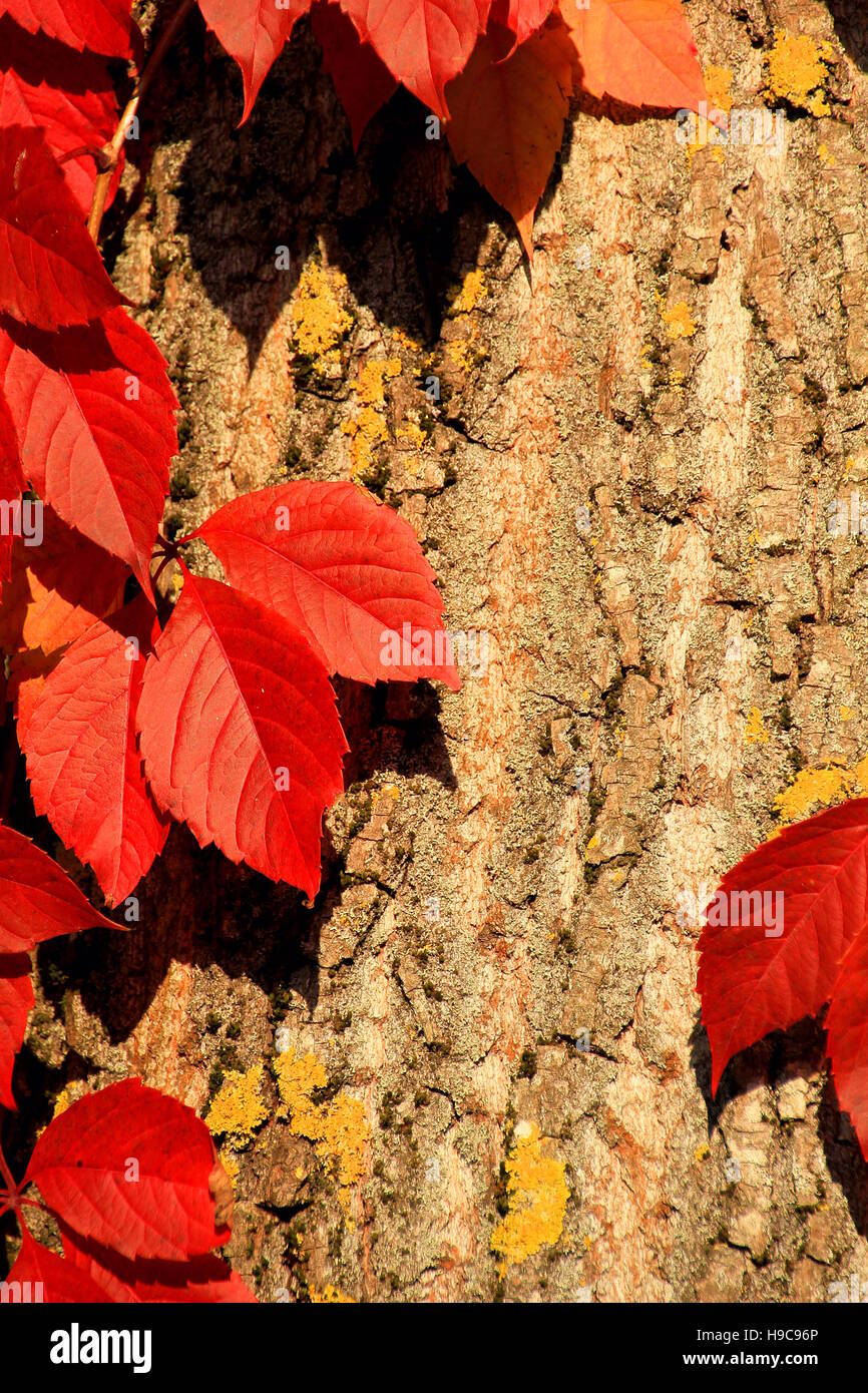 Red autumn leaves framing the bark of a tree Stock Photo - Alamy