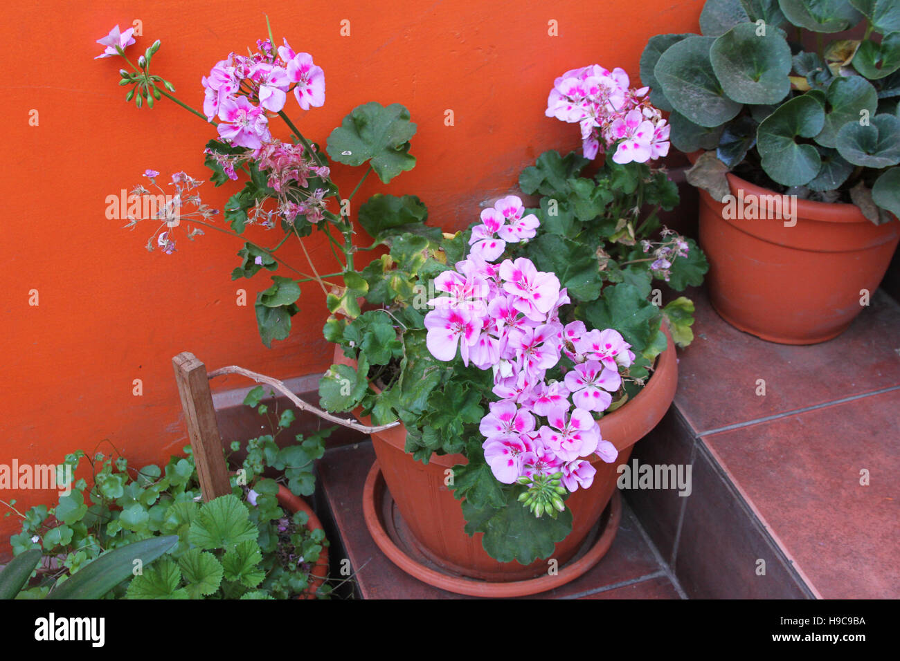 Pretty pot of pink geraniums against a bright orange wall in Bolivia ...