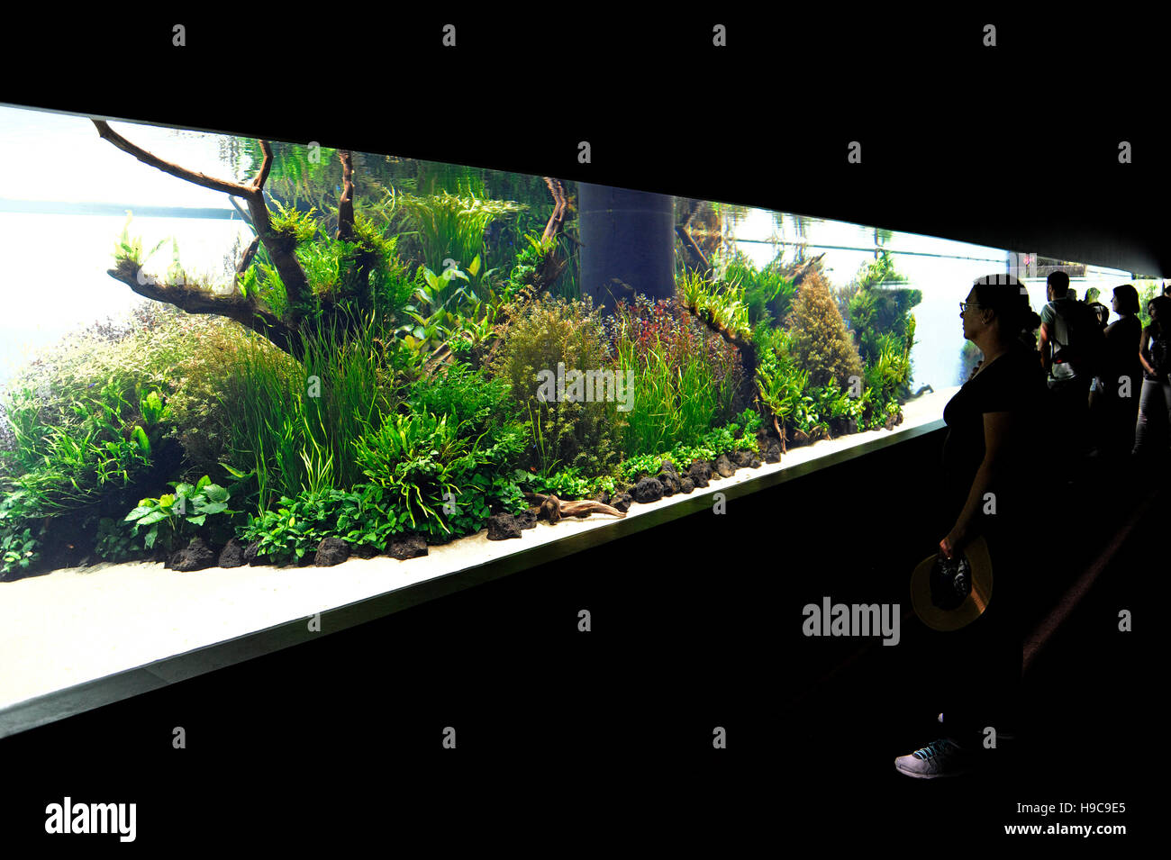 Aquarium de lisbonne hi-res stock photography and images - Alamy