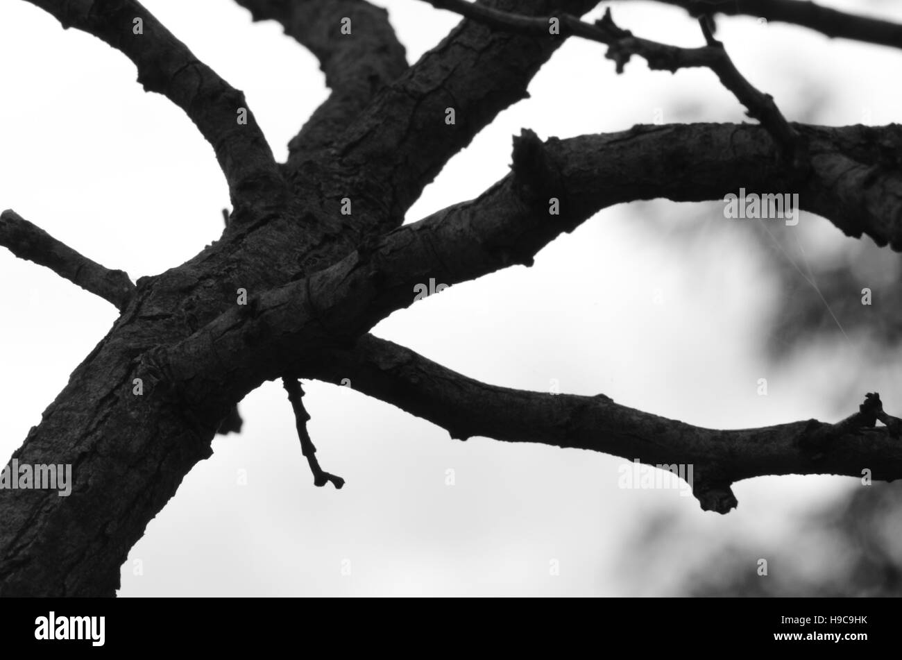 Nature photography out in the open space Stock Photo - Alamy
